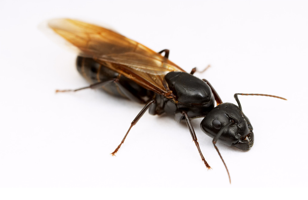 Mravi kao kucni ljubimci: Drzanje mravi i opcenito o mravima