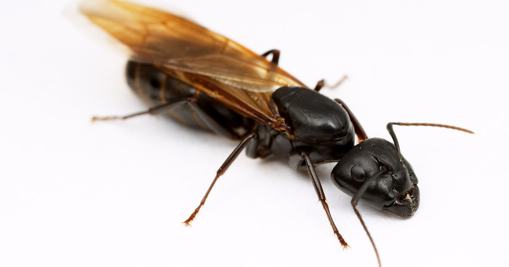 Mravi kao kucni ljubimci: Drzanje mravi i opcenito o mravima