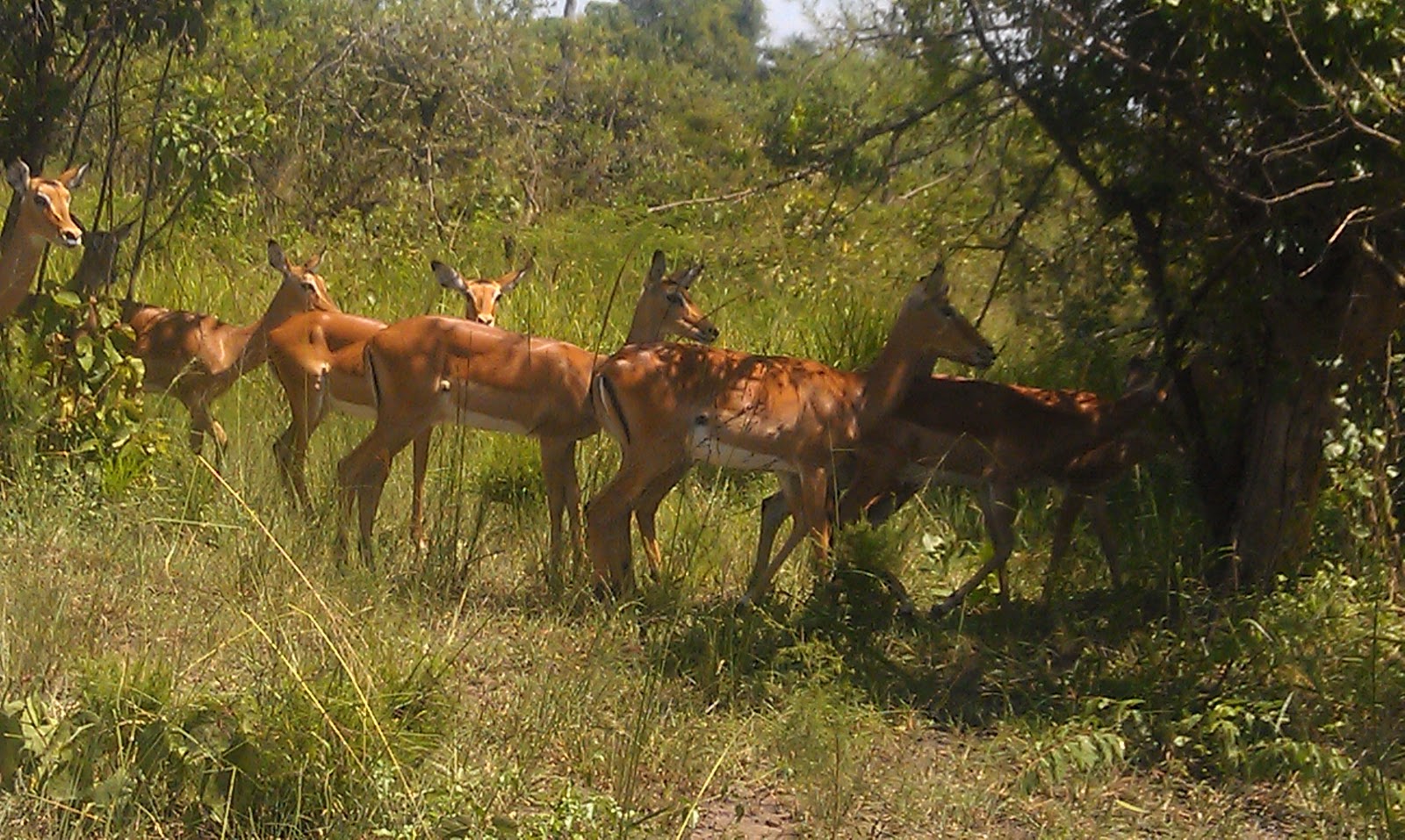 Cat's Eye View @ MPL: Wait! There's More (Rwandan Adventures)