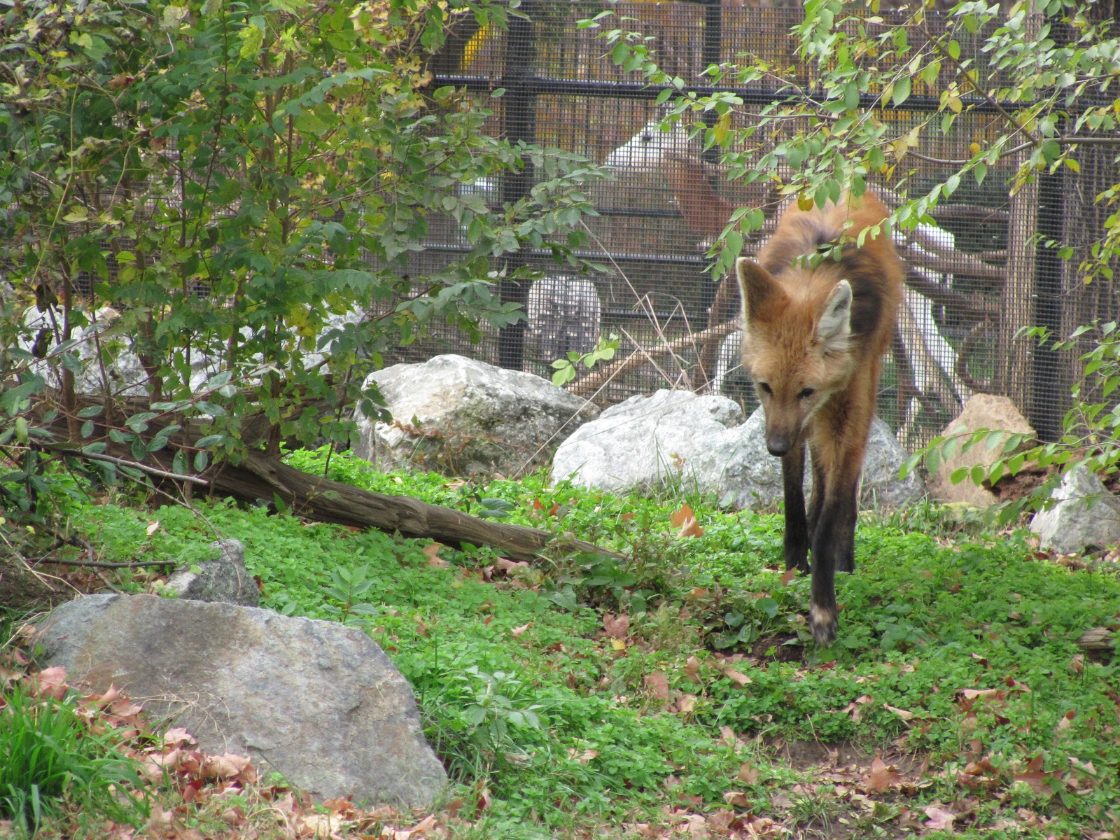 An Alaskan Panda's Life: National Zoo!