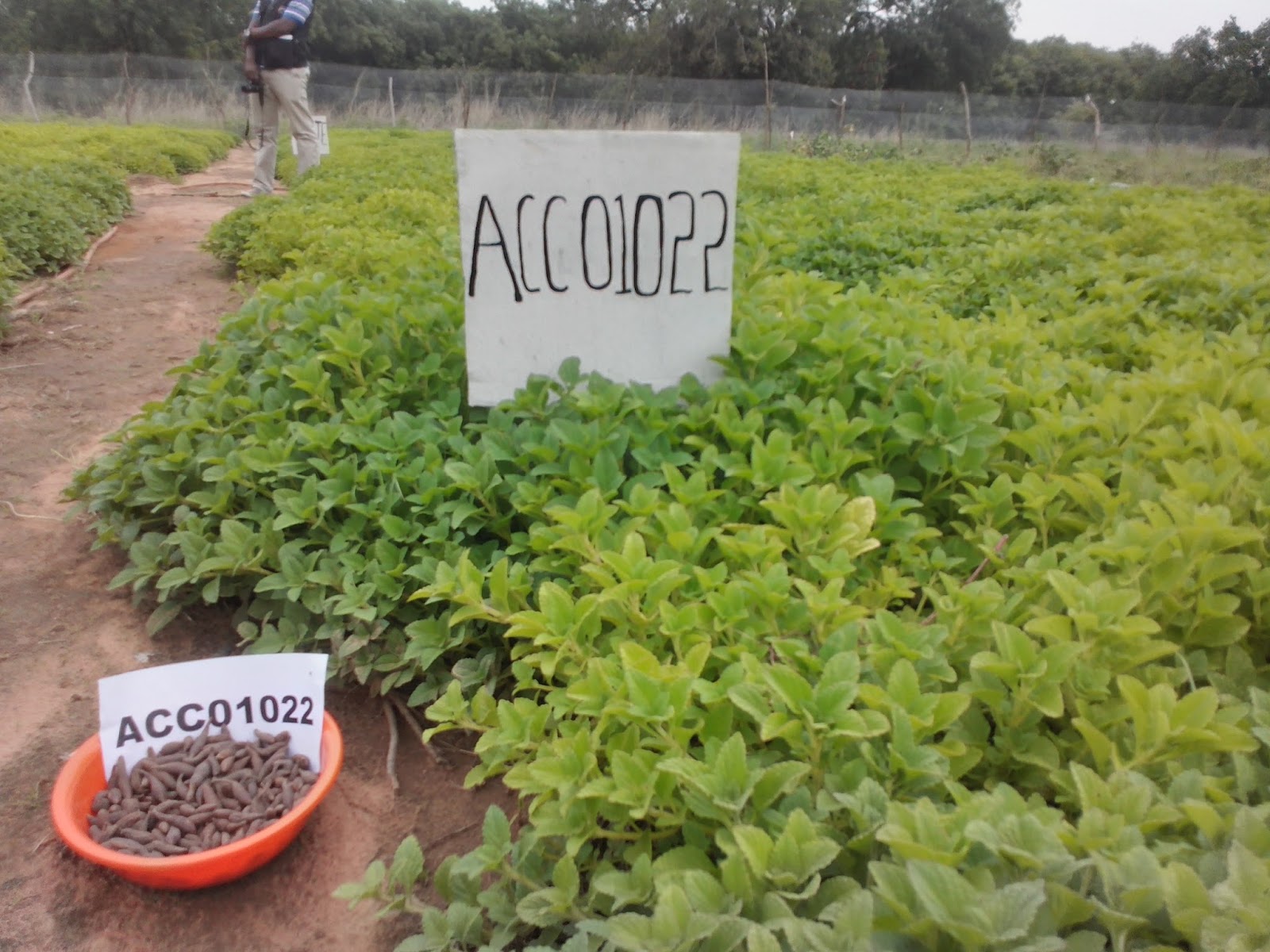 UNTAPPED UPPER EAST REG.: Proposed Frafra Potato Genotypes release ...