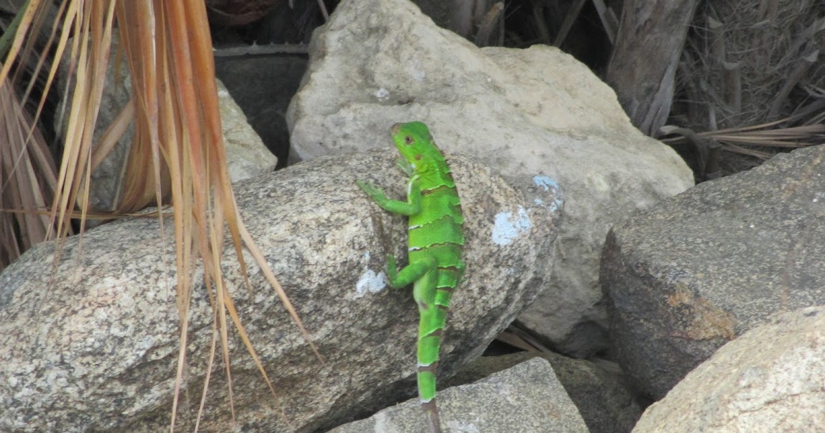 Chas's Pictorial Blog: Lizards in Aruba