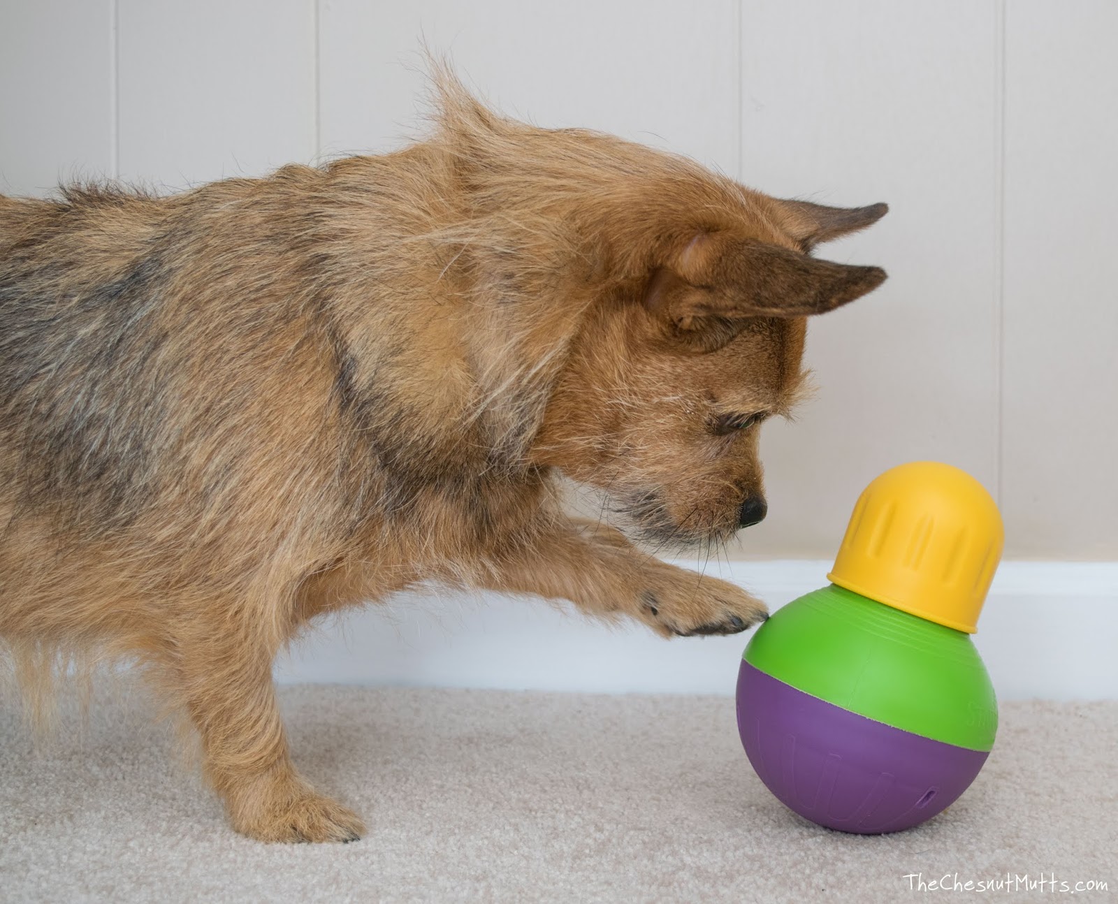 Mini Review: StarMark Bob-A-Lot Interactive Dog Toy | The Chesnut Mutts