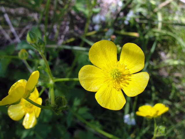imatges de menorca: PLANTES DE MENORCA: Ranunculus macrophyllus Desf.
