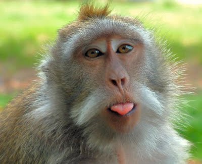 Funny Monkey Faces and Expressions Photos | Funny Collection World