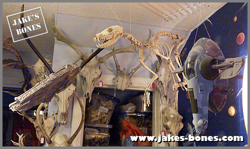 My finished rearticulated fox skeleton ! : Jake's Bones