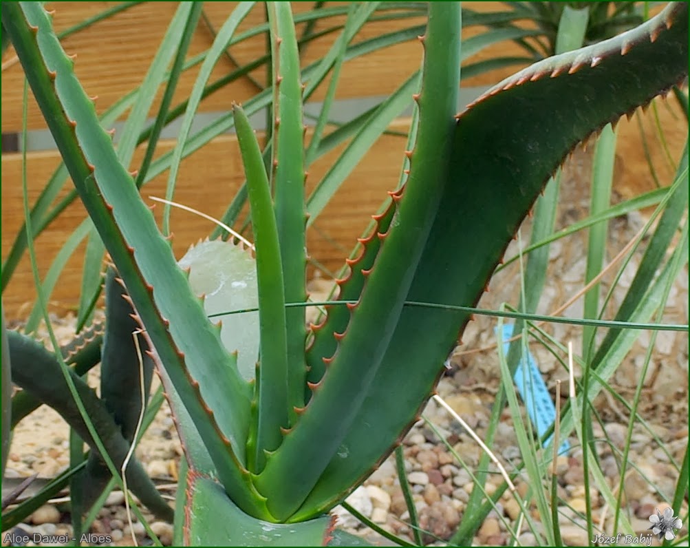 Plant Gallery - Encyklopedia Roślin: Aloe dawei - Aloes