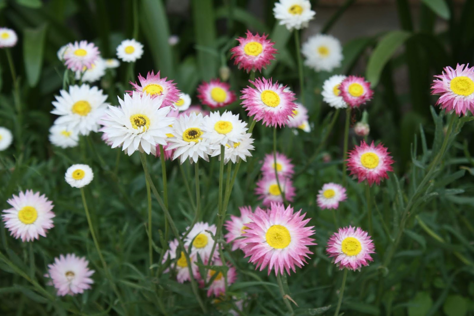 Jardin à Welekete: Acroclinium