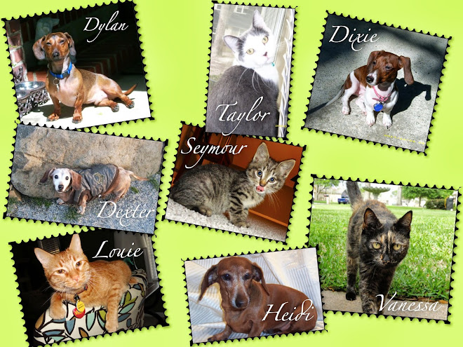 COLD WET NOSES: PUMPKIN BISCOTTI (FOR DOGS)