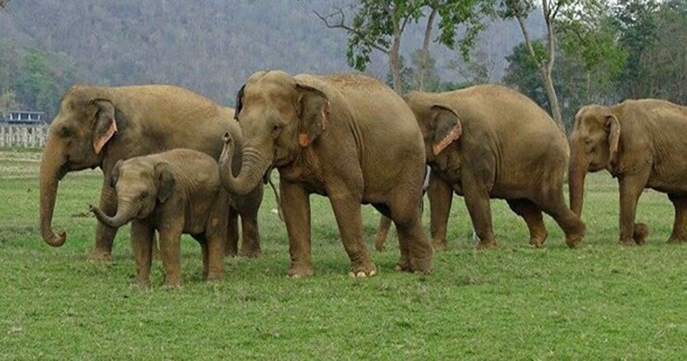 Nhari IneNdoro /UneNdoro Origins