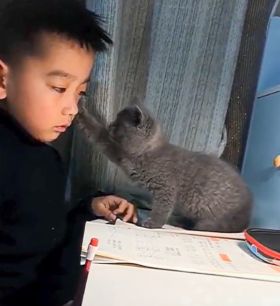 Cat Chit Chat: Blue British Shorthair kitten consoles crying boy and ...