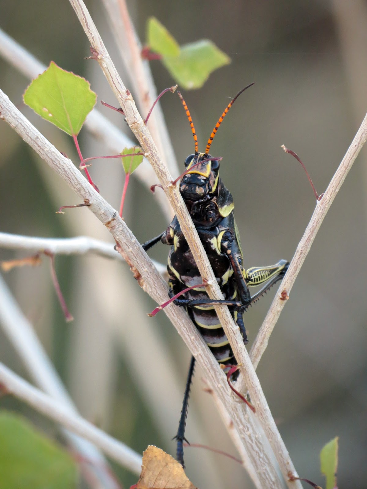 Desert Colors: Grasshoppers
