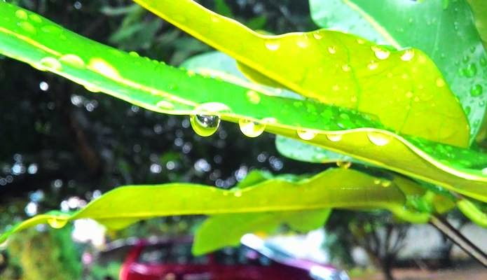 Foto Bokeh Amazing, Embun Menggantung Di Daun