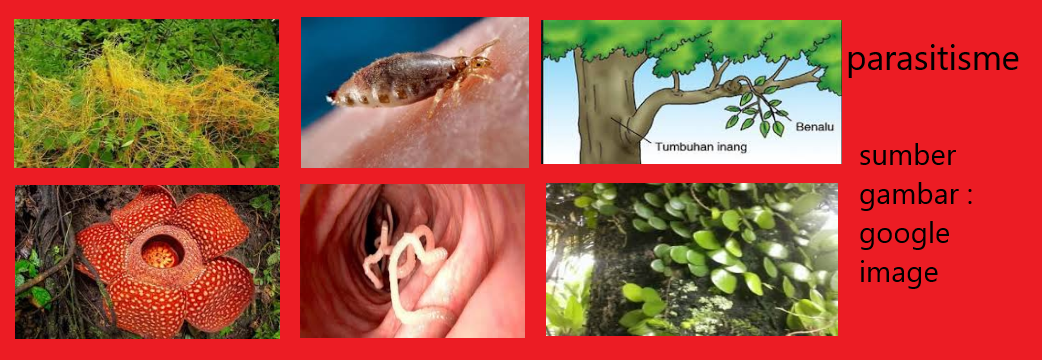 Simbiosis - Cahaya Mentari