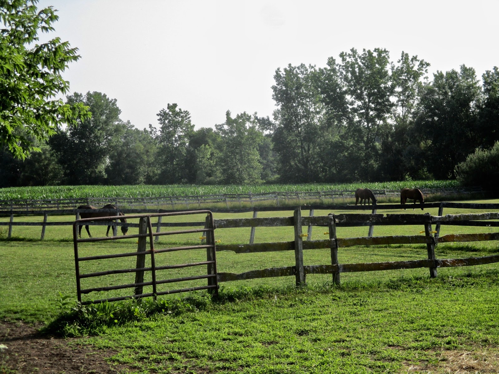 THE SKOOG FARM JOURNAL: The Geezers