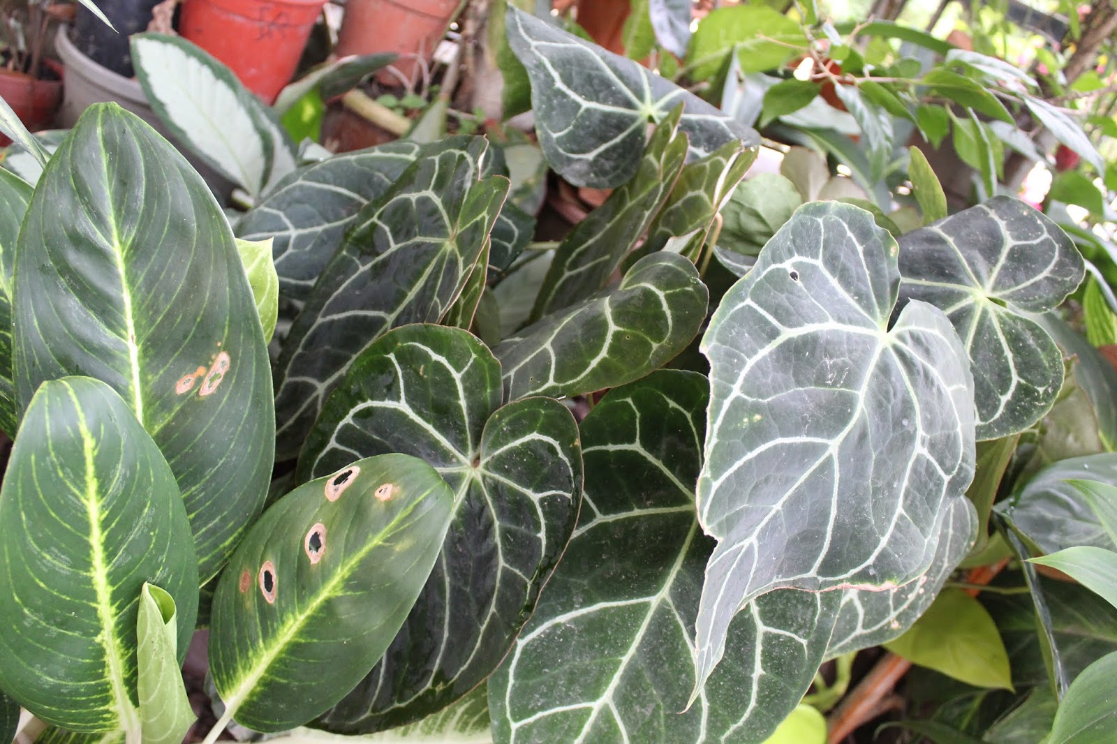 Koleksi Bunga Jenis Dedaun