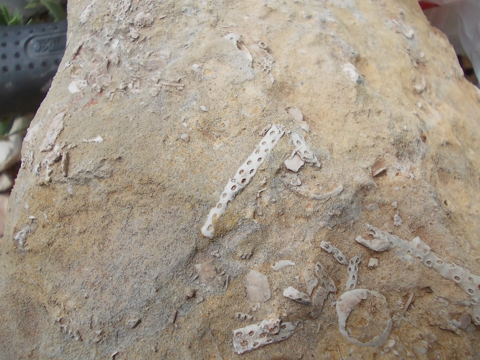 FOSILI - HERCEGOVINA: NAKON VIŠE OD 100 GOD.PREDSTAVLJAMO NALAZIŠTE ...