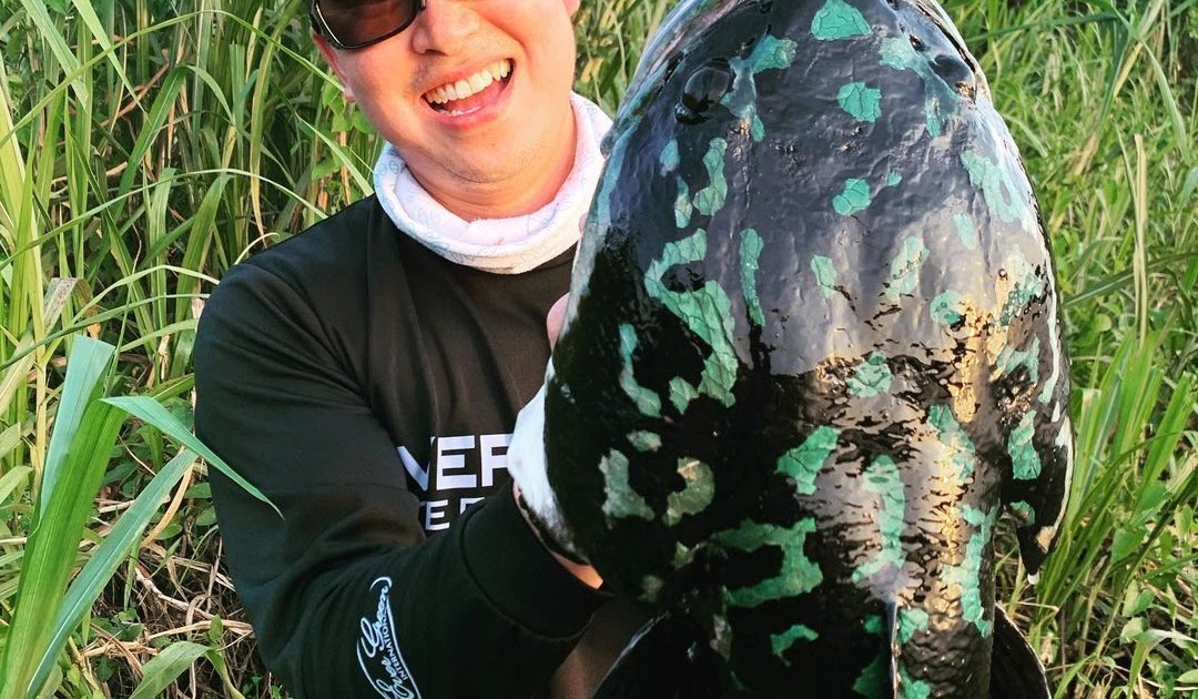 Perbedaan Channa Dan Toman - MARKIMAN | Mari Kita Mancing