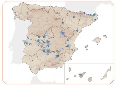 ¿Qué hacemos con el muflón? ¿exótico o patrimonio?