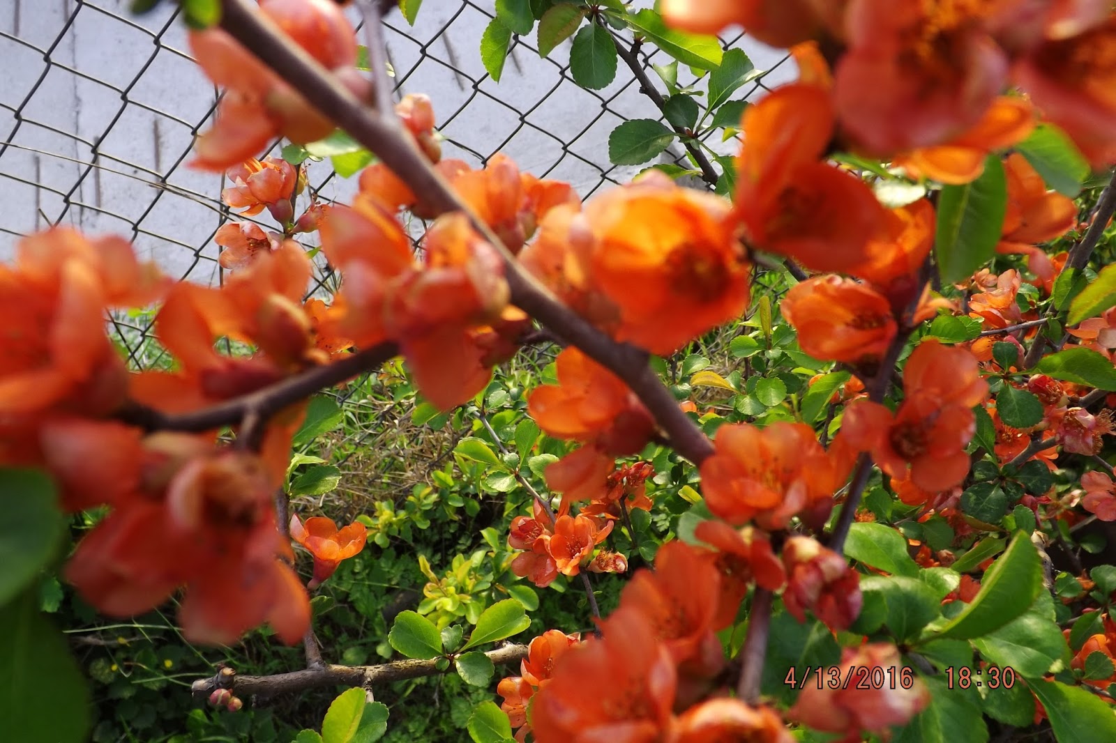 Gradinarit anotimp cu anotimp: Periplu de aprilie in gradina