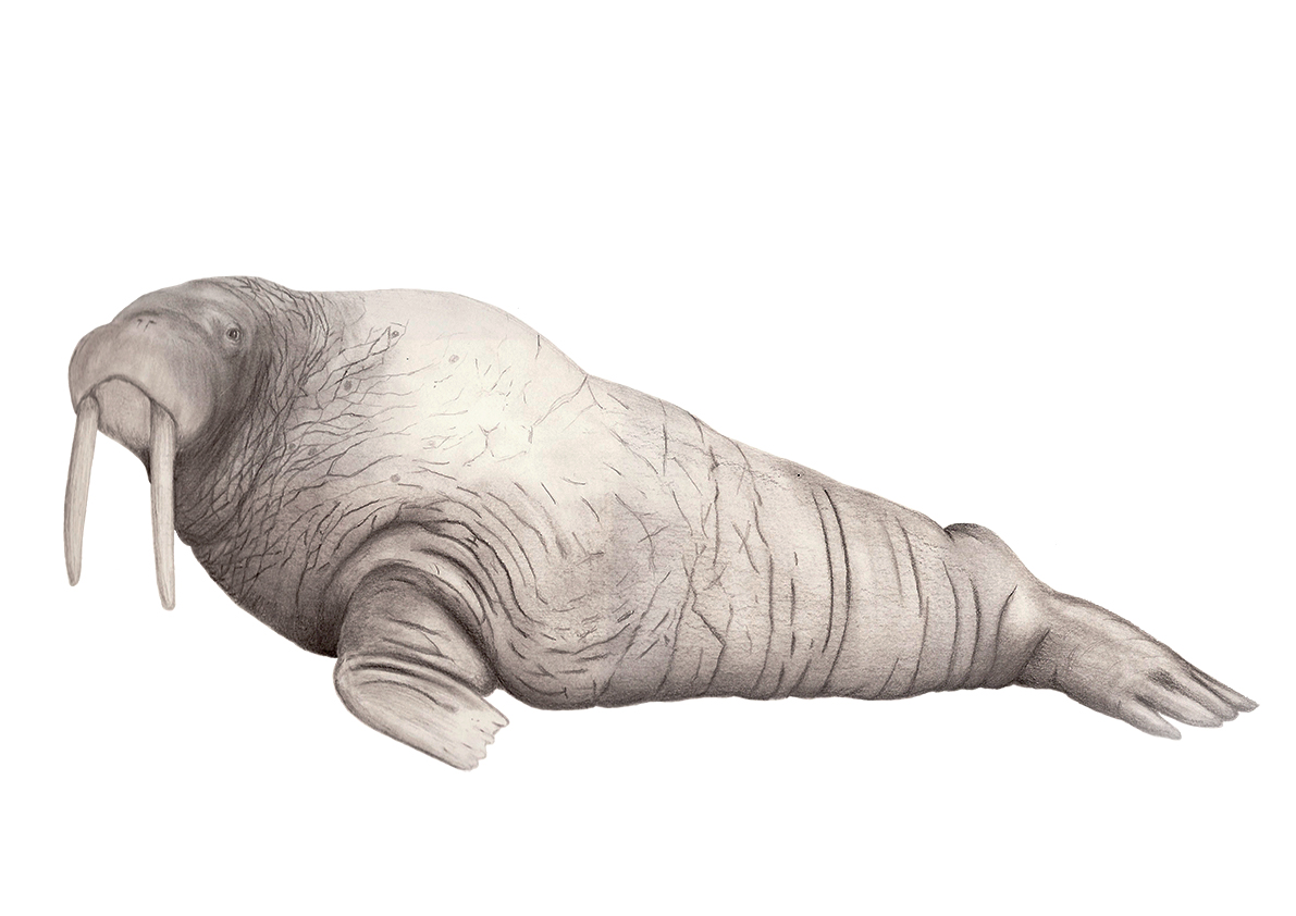 Work in progress Morsa - Àlex Vilar Grabolosa