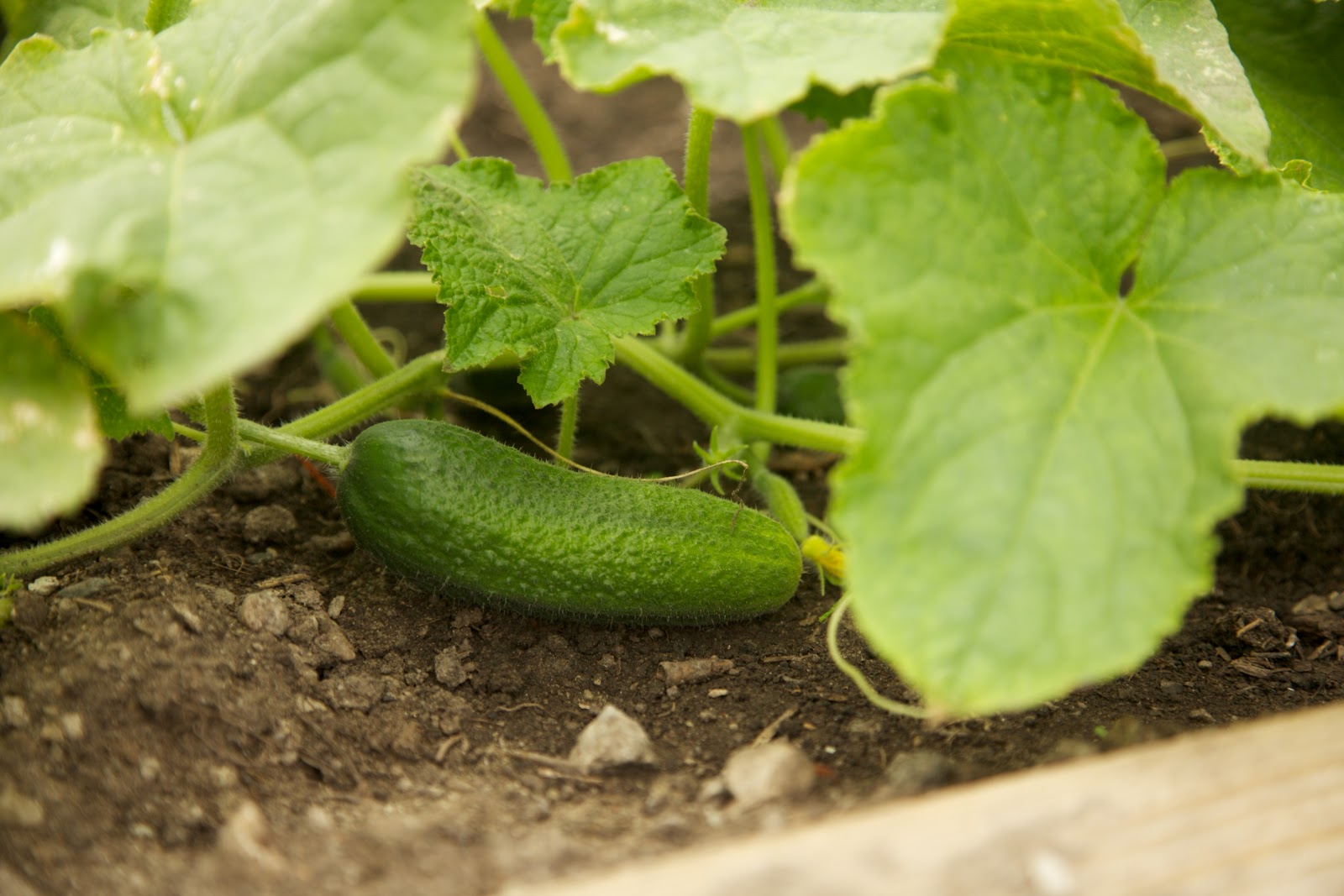 Muraste aed: Esimesed kurgid valmis