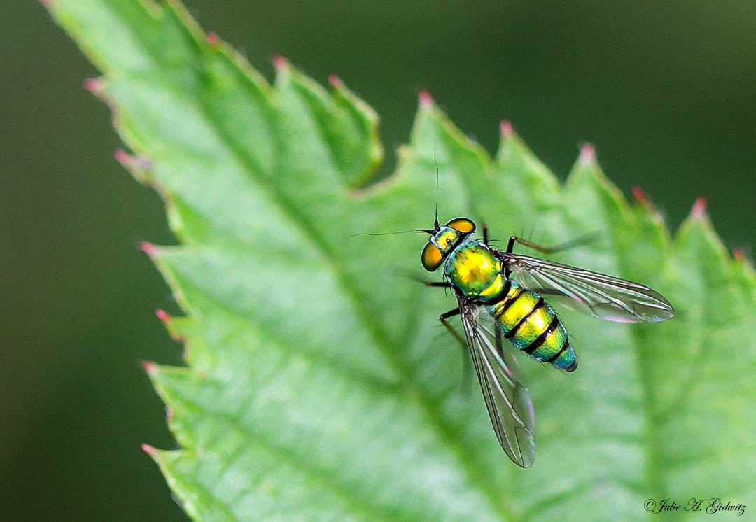 Nature's Splendor: Summer Delights