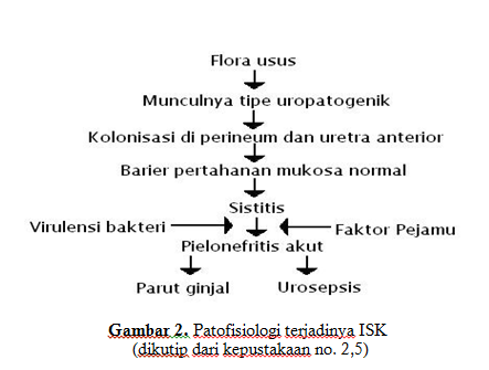 sikkahoder: infeksi saluran kemih