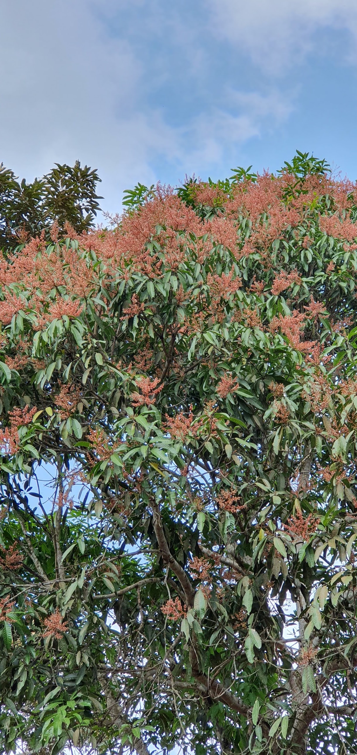 Warisan Petani: Pokok Kuini Pun Berbunga