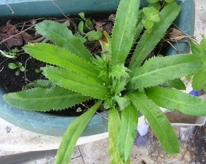 COMERCIALIZACION DEL CIMARRON