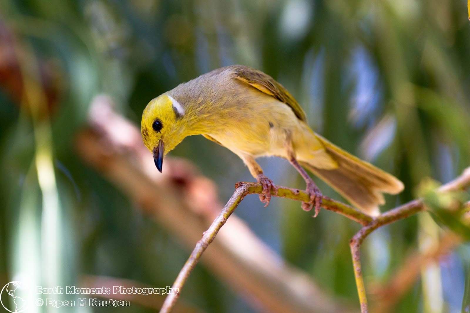 Earth Moments Photography: Birds Western Australia