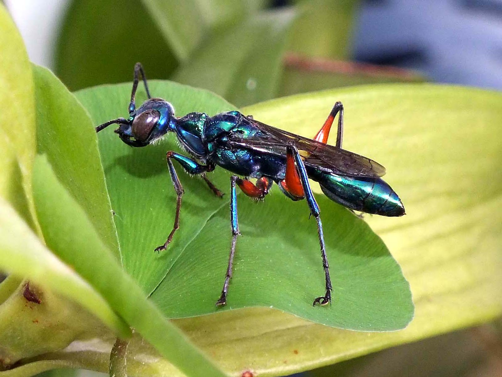 Variety of Life: Ampulicidae