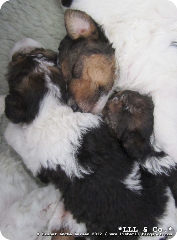 *LLL og Co.*: Hundehvalpe