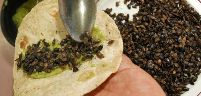 INSECTOS COMESTIBLES MEXICANOS