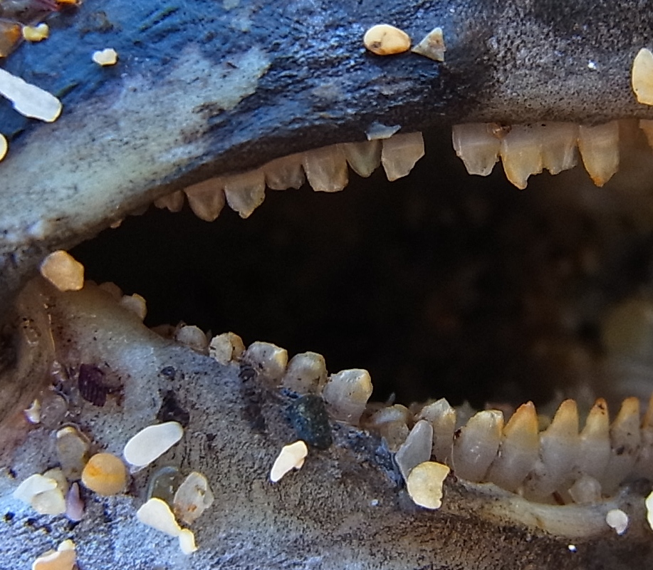 Medlar Comfits: December 2012