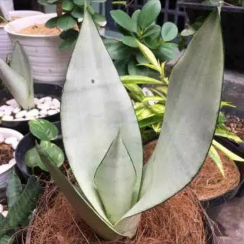 Pekebun Tanaman Hias Pohon Sensivera Moon Shine Kalimantan Timur ... Pekebun Tanaman Hias Pohon Sensivera Moon Shine Kalimantan Timur ...