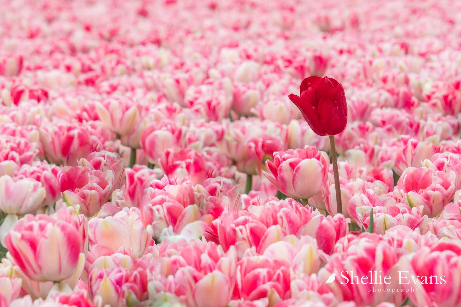 Two Go Tiki Touring: A Riot of Colour- Fields of Tulips, Southland