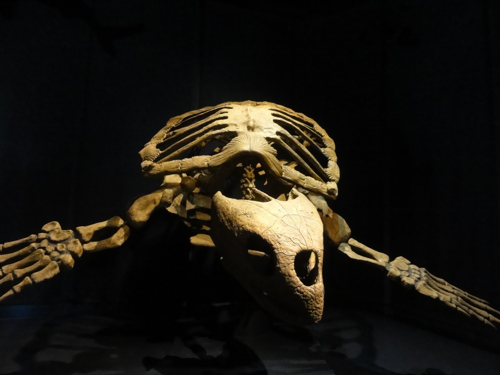 Daniel's Safari: Tellus: NW Georgia Science Museum - Cartersville, GA