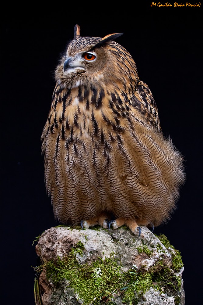 Fotografía de Naturaleza - JM Gavilán: Búho real, el Gran Duque (Bubo bubo)
