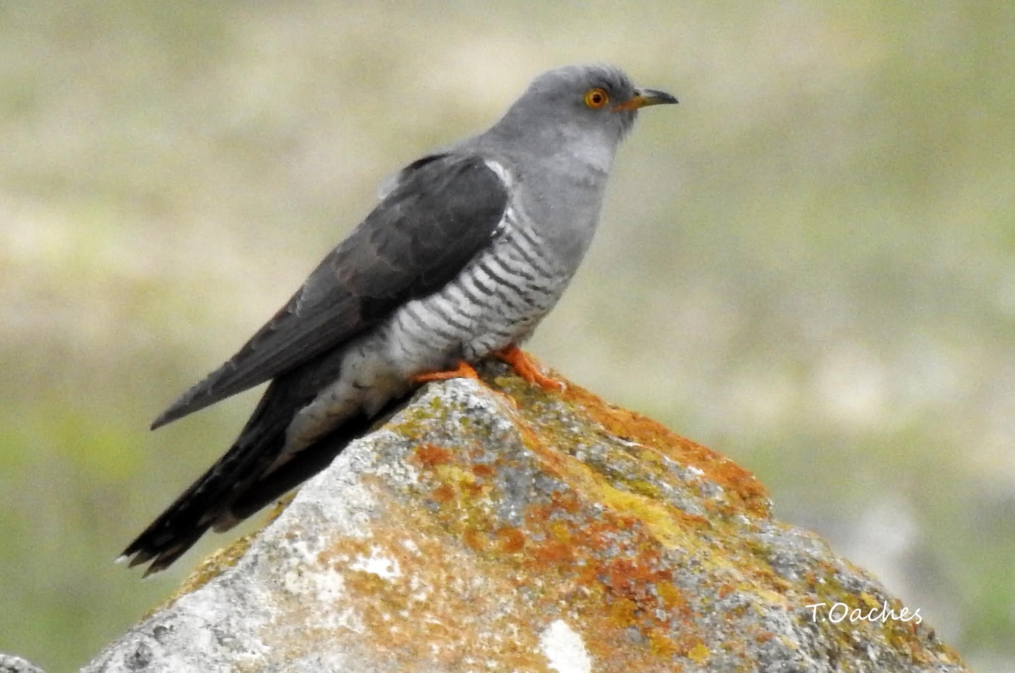 PASARI DIN ROMANIA: CUCUL (1), Cuculus canorus