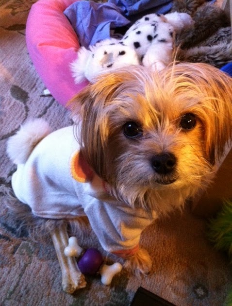Barkzilla: A Savvy NYC Dog Blog: Juicy Bunny Hoodie