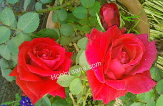 HOBBYAANA: rose gulab