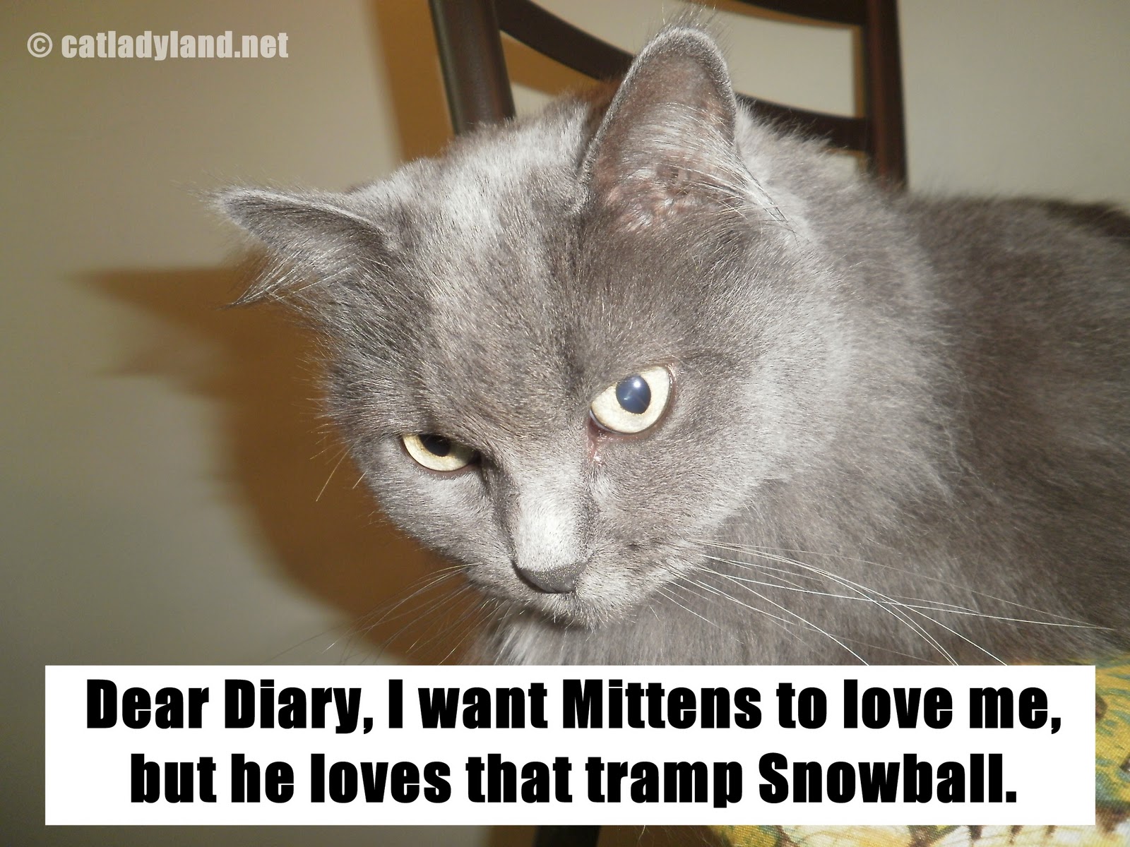 Catladyland: Cats are Funny: Cat Lashes Out in Diary