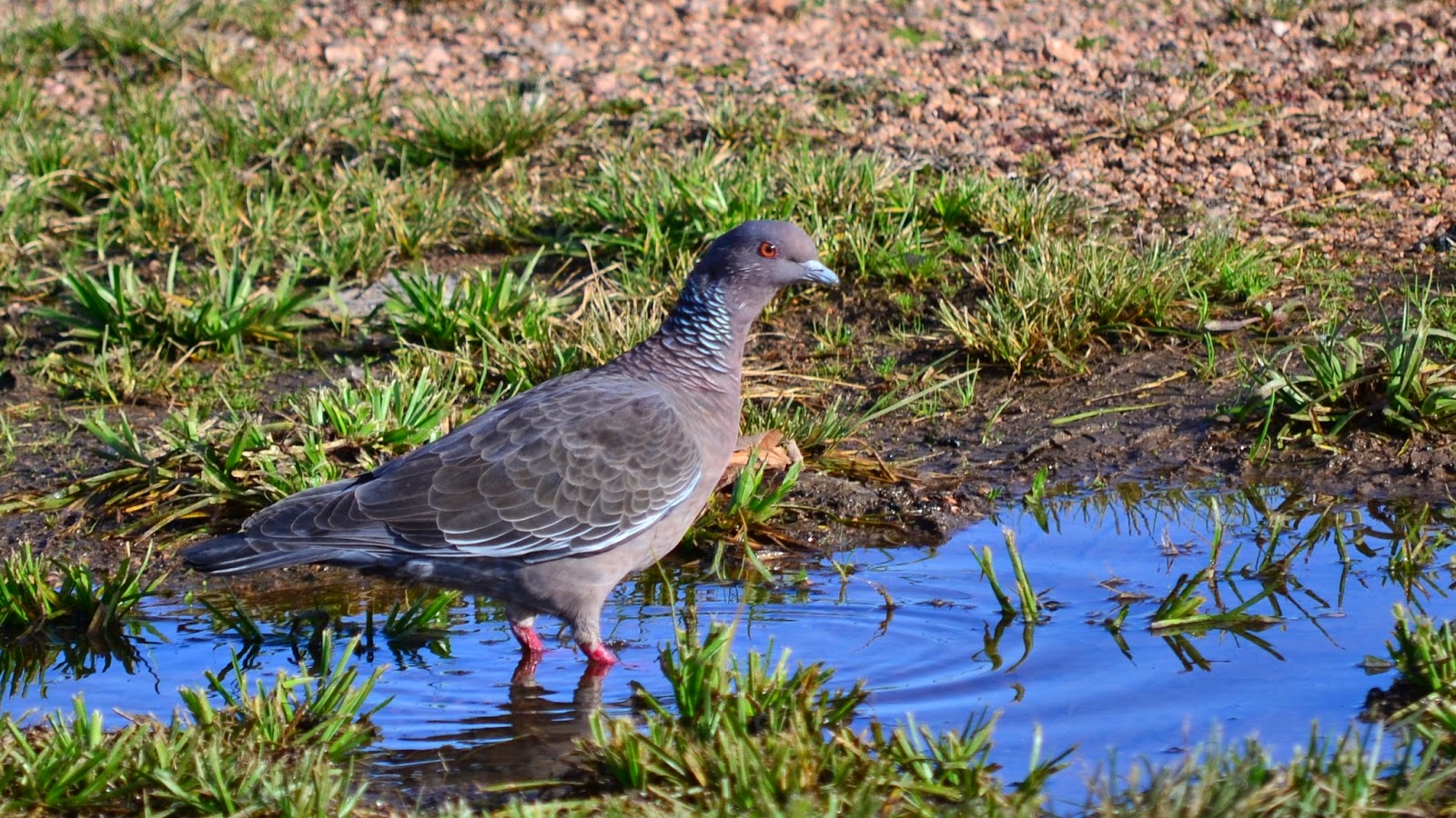 Aves de La Floresta: Paloma de monte