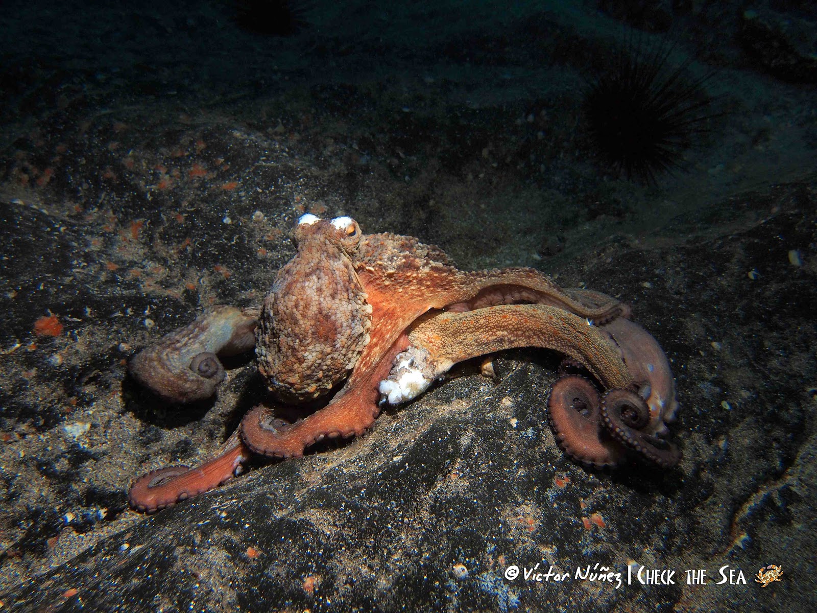 Check the Sea. Web de buceo y fotografía submarina de las Islas ...
