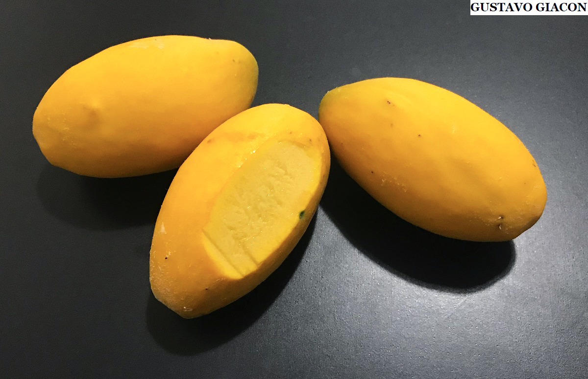 Viveiro Ciprest - Plantas Nativas e Exóticas: Oiti ( Licania tomentosa )