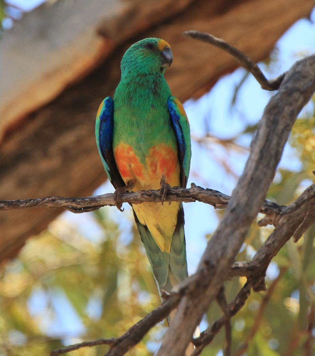 Richard Waring's Birds of Australia: Mulga Parrot chicks are growing fast