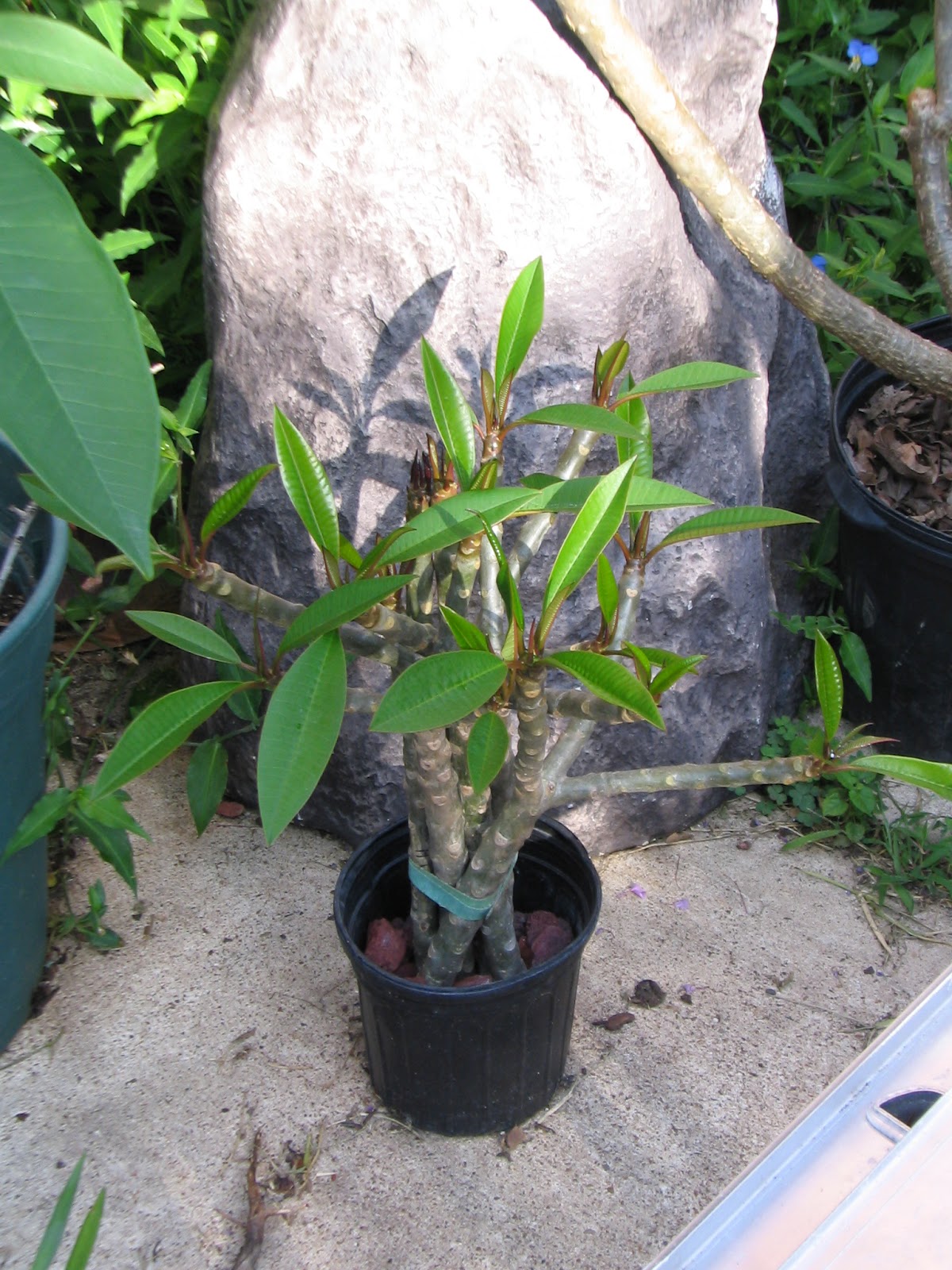 Plumeria Care and Propagation: Rooting with the Texas Two-Step
