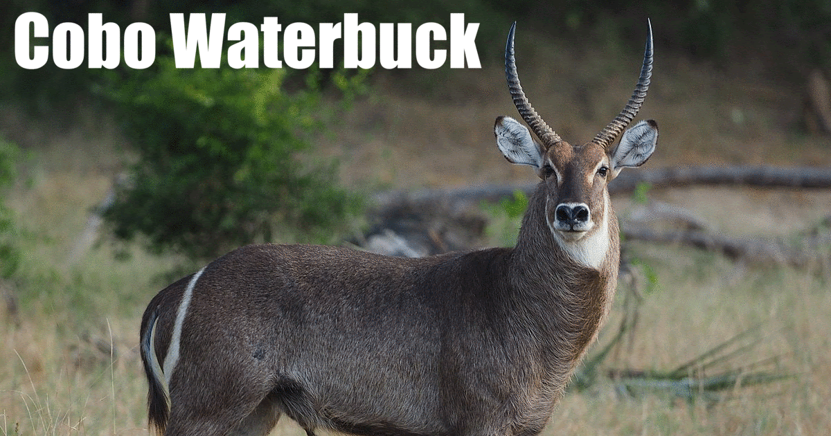 Criaturas Incríveis®: Cobo | Waterbuck | Kuru - Kobus Ellipsiprymnus