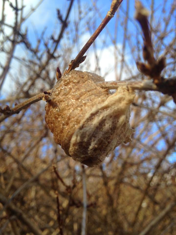Nature Notes: Praying Mantis Nest